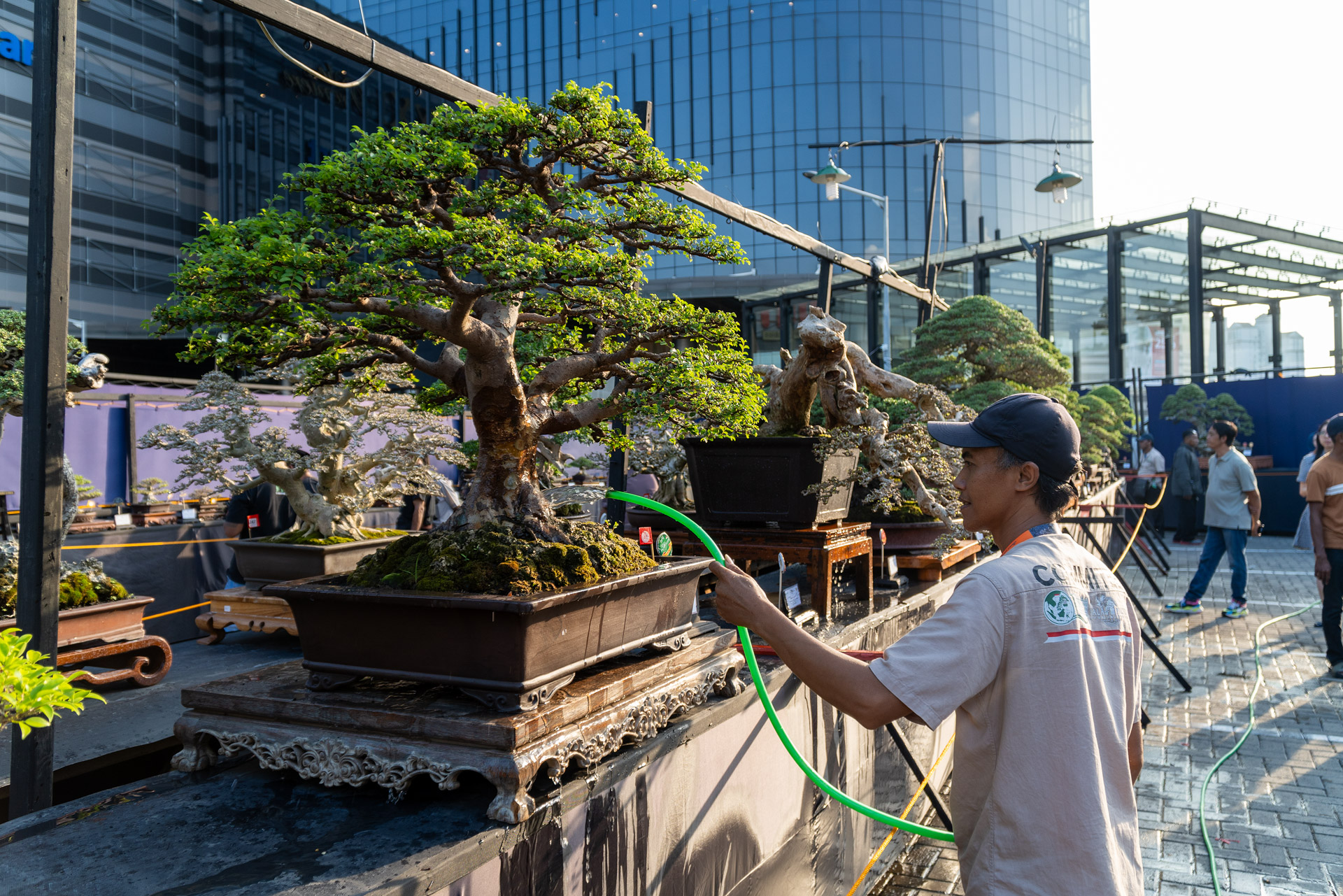 Surabaya Bonsai – Bonsai Today