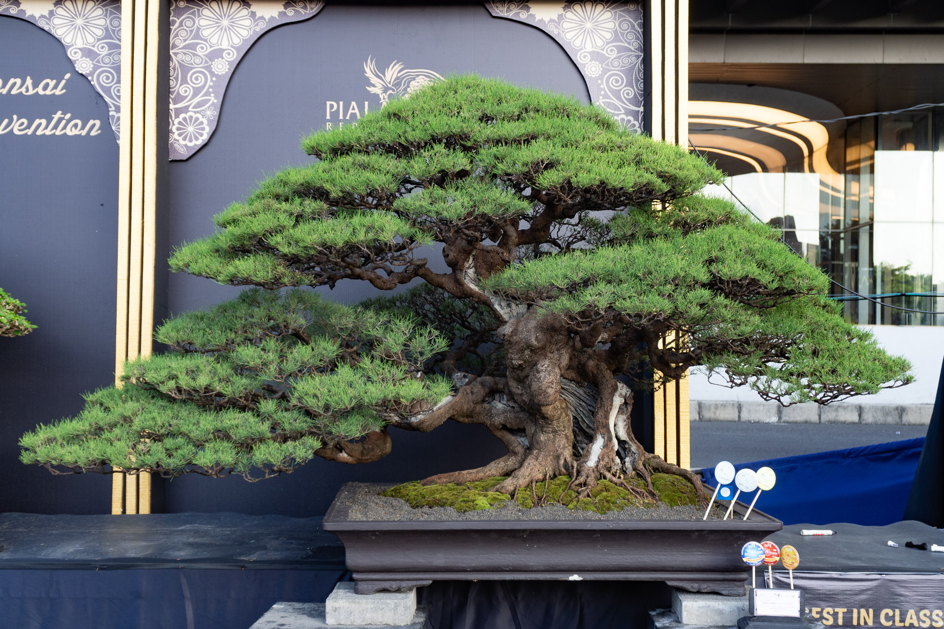 Surabaya Bonsai – Bonsai Today