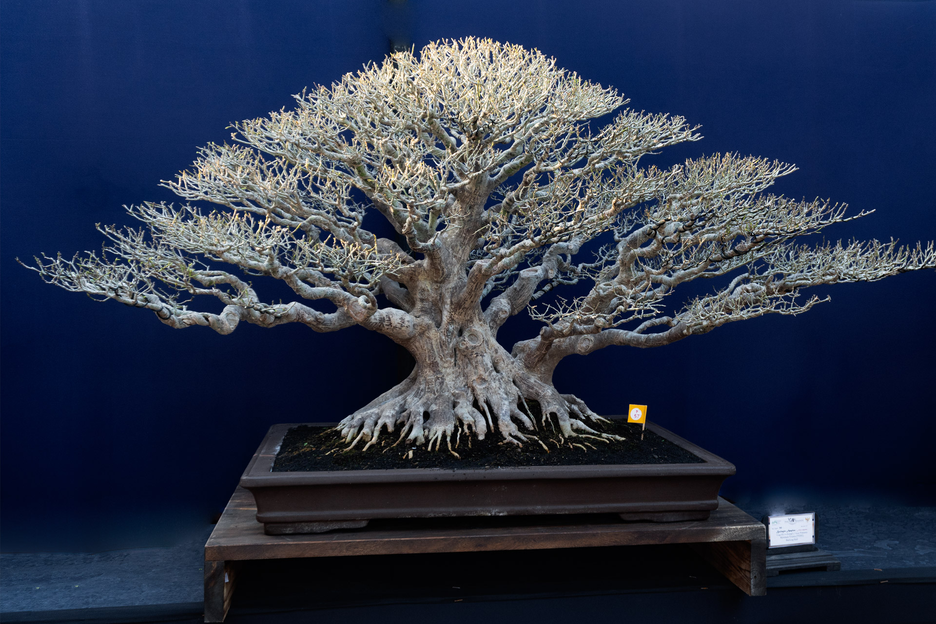 Surabaya Bonsai – Bonsai Today