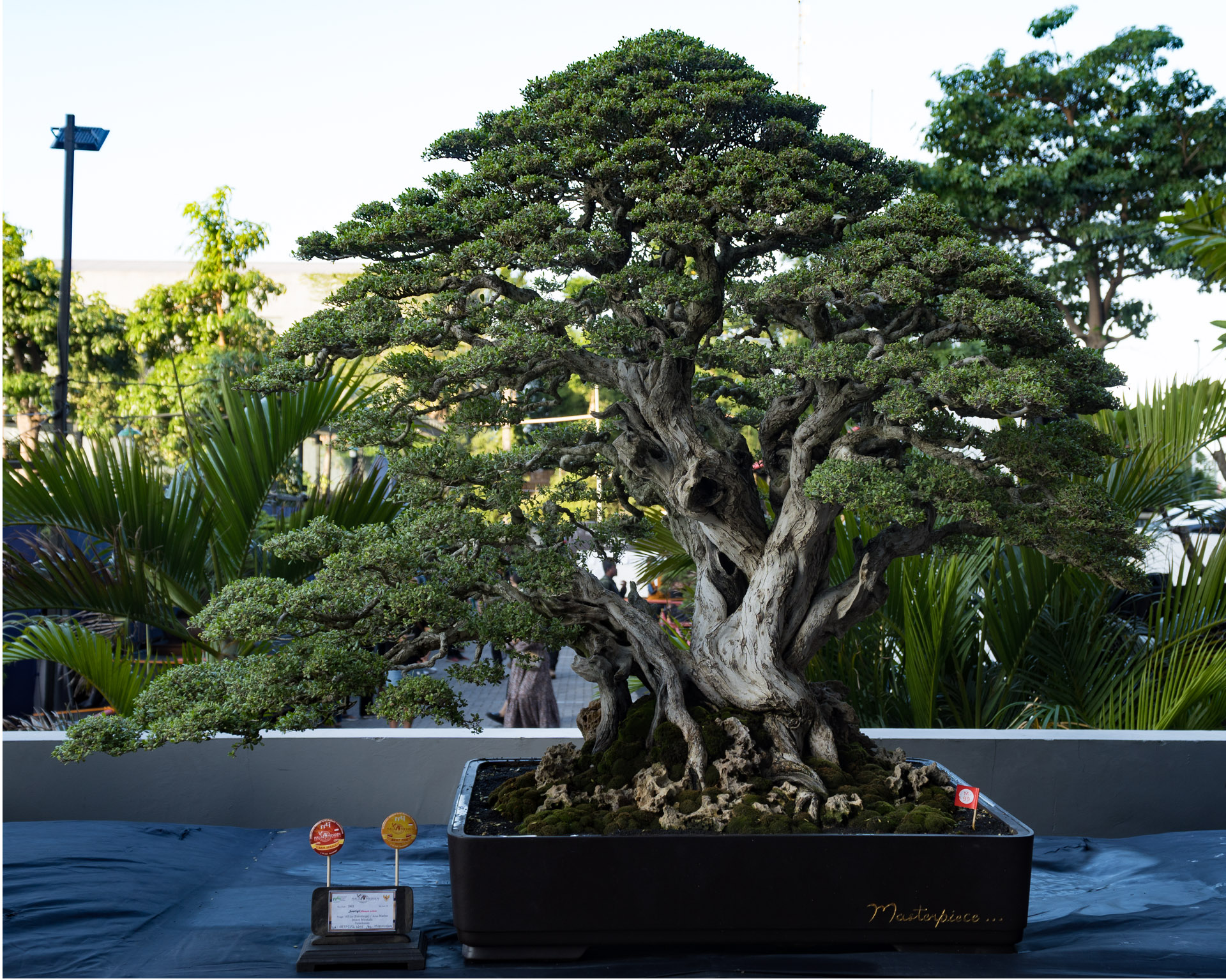 Surabaya Bonsai – Bonsai Today