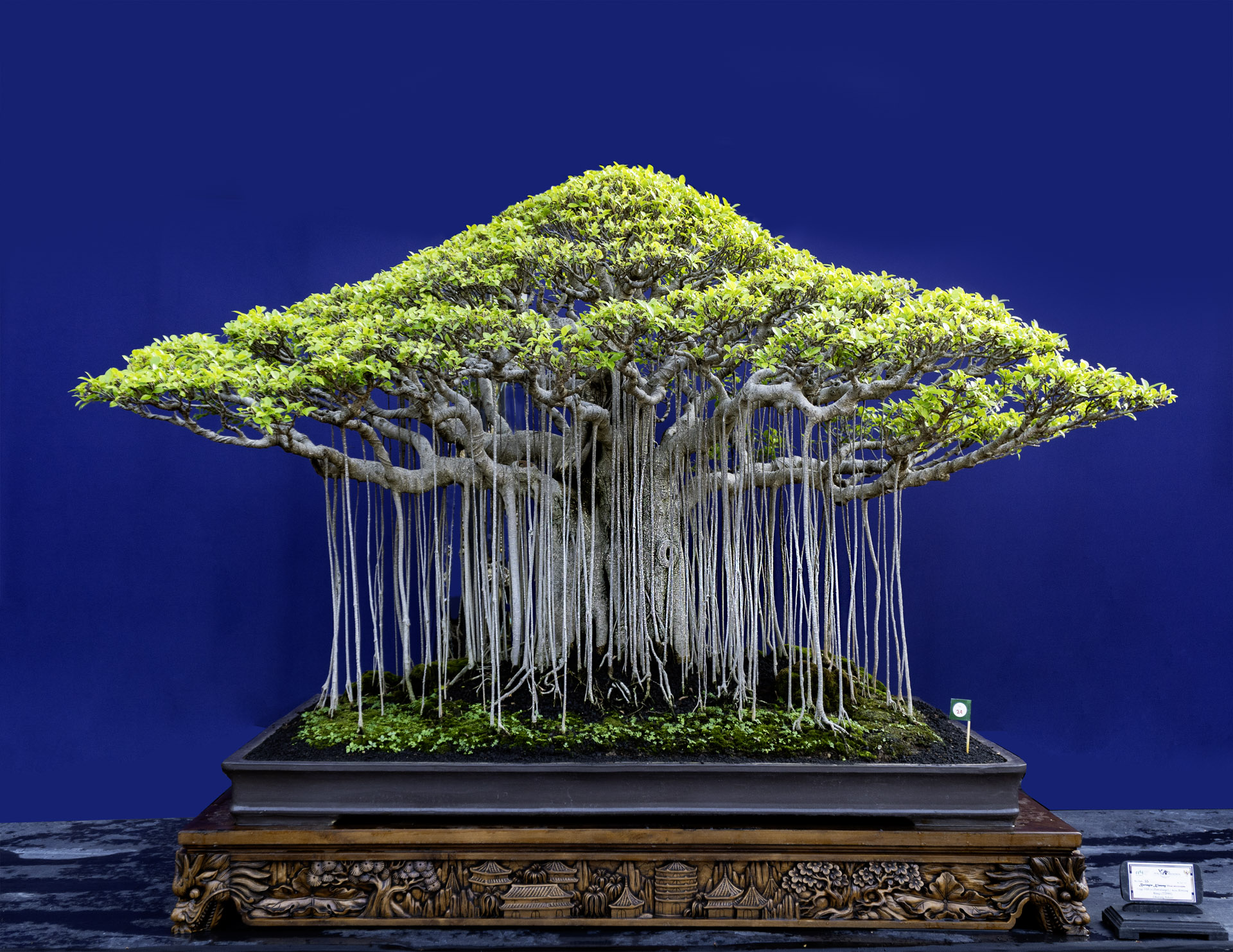 Surabaya Bonsai – Bonsai Today