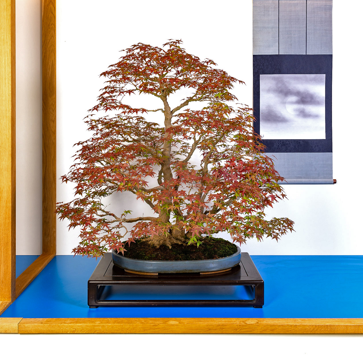 Ginkgo Kei Bonsai Kai 2021 – Bonsai Today
