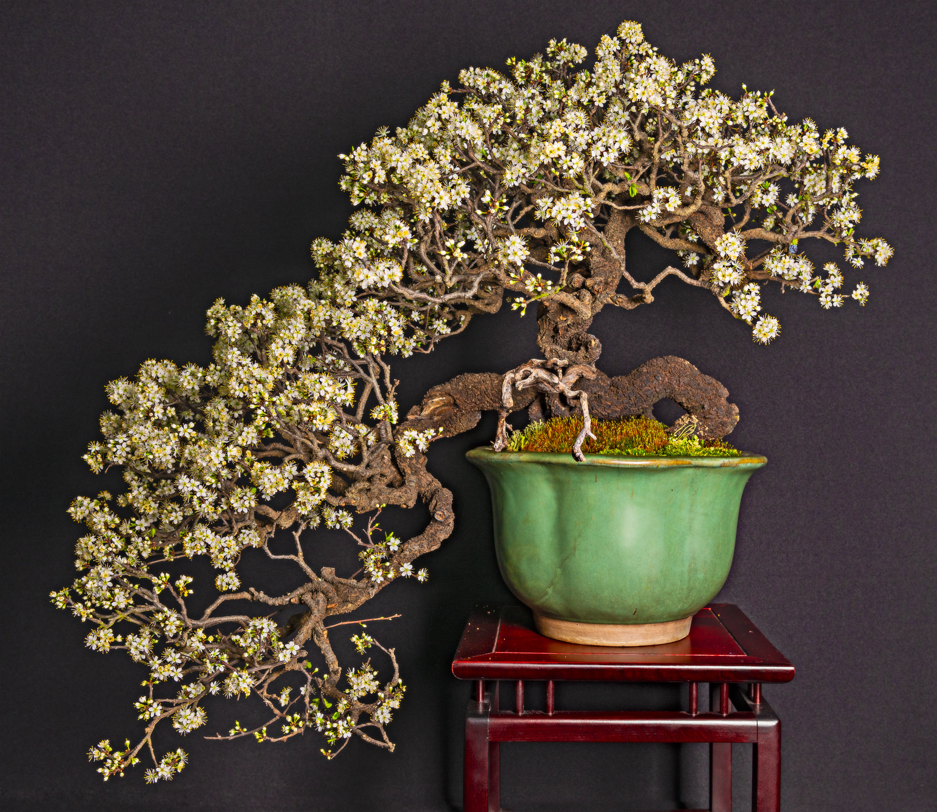 East and West – Bonsai Today