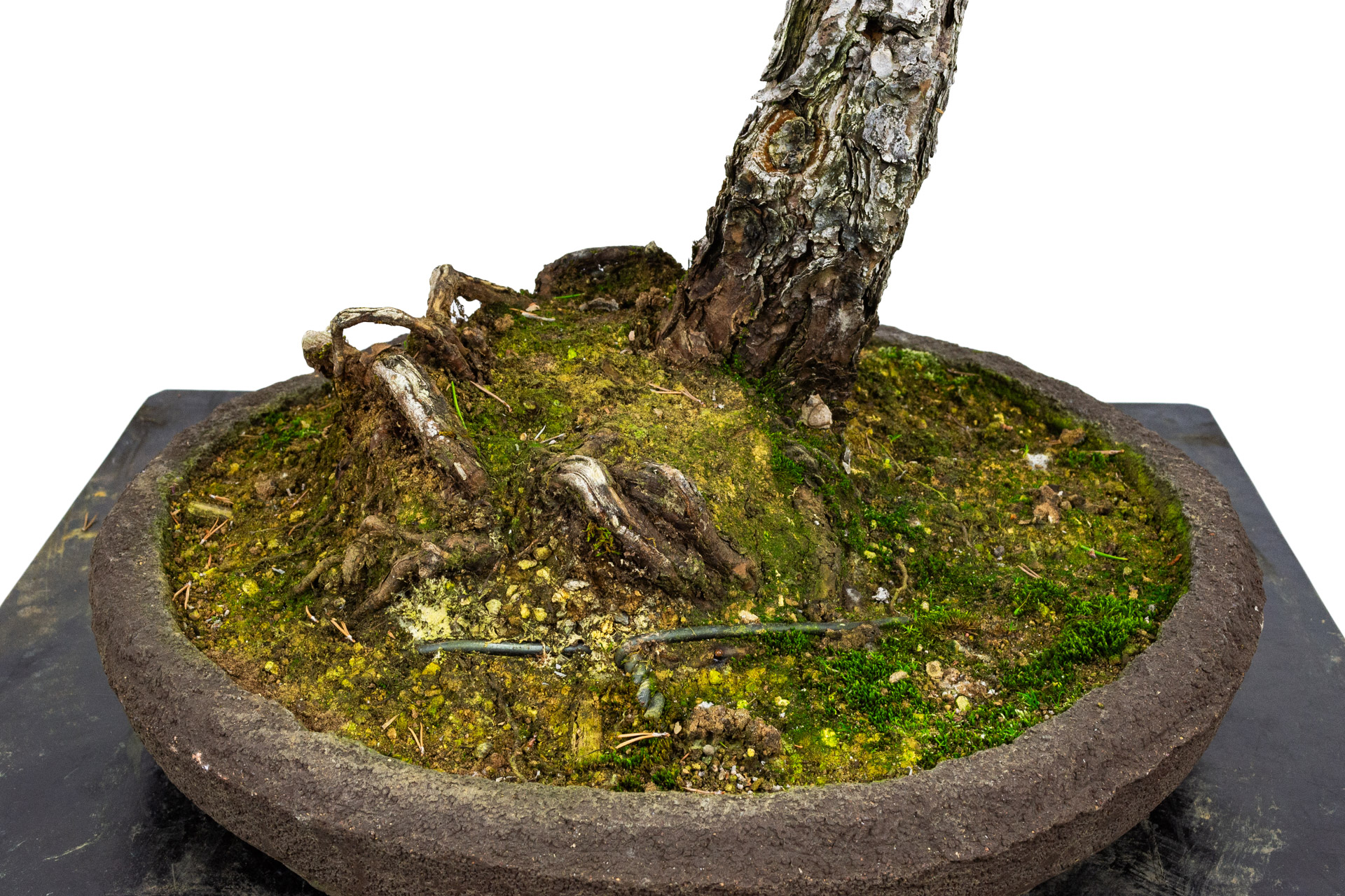 Cut the Gordian knot – Bonsai Today