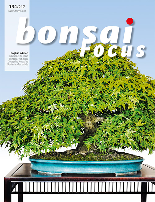 Bonsai Focus 2025-3 – Bonsai Today