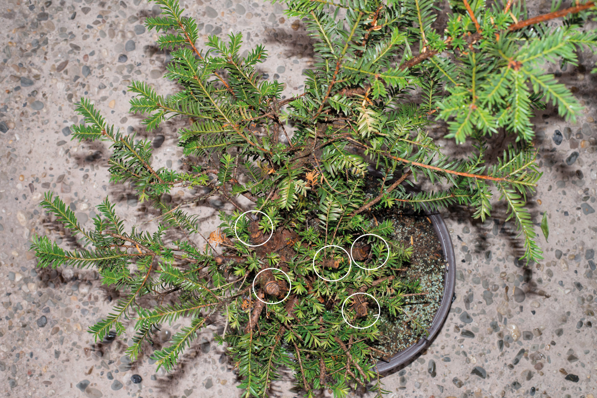 A powerful Taxus – Bonsai Today