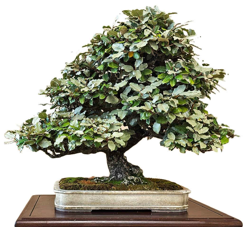 Elaeagnus pungens – Bonsai Today