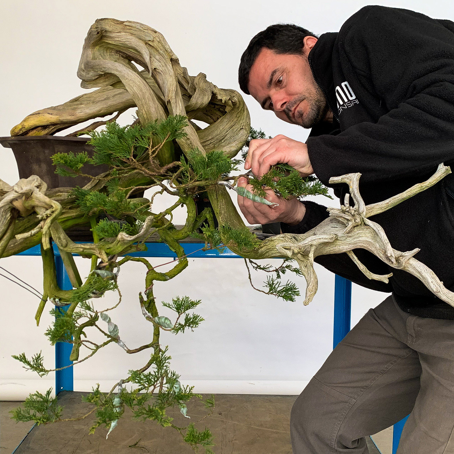 Not my type – Bonsai Today