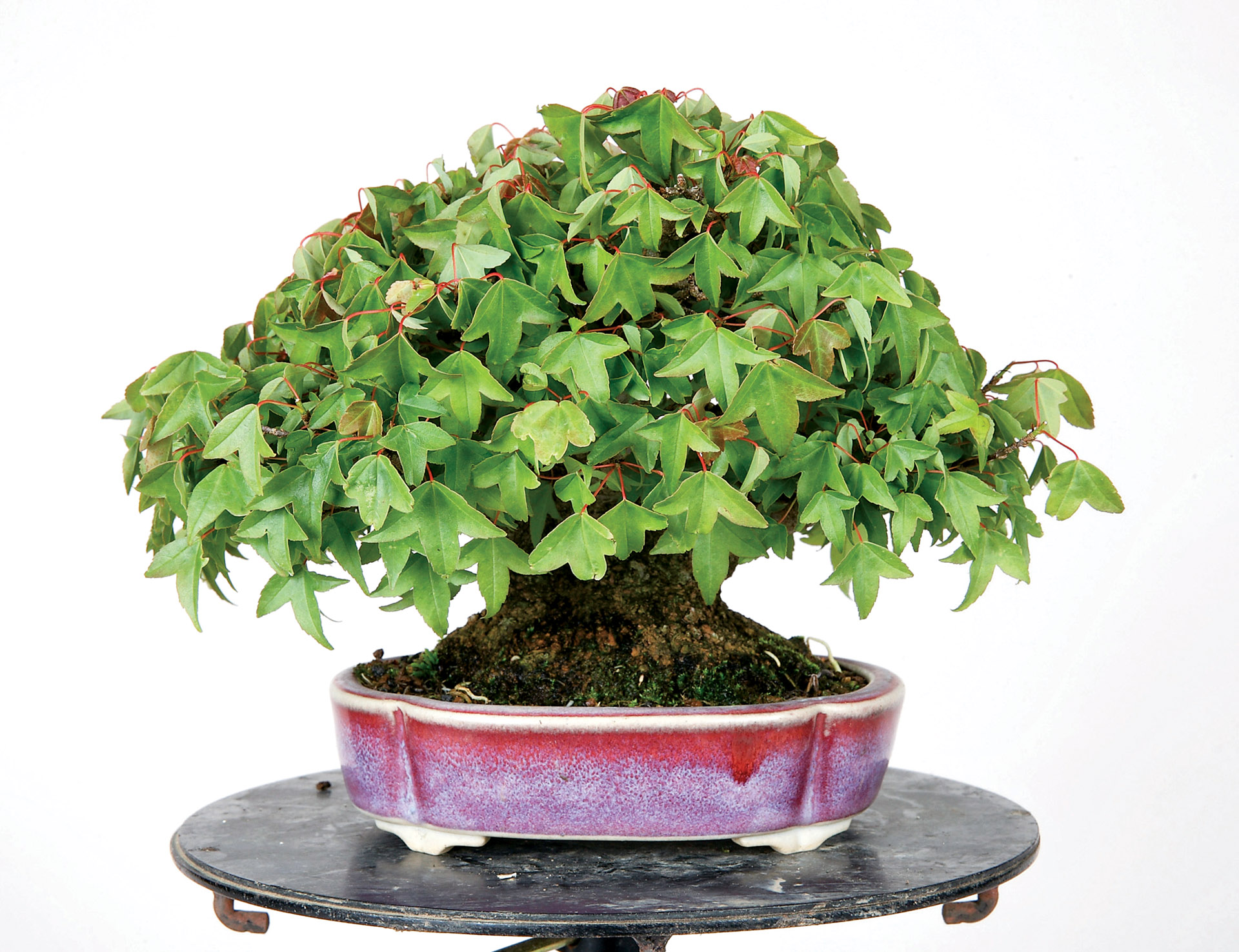 Second flush – Bonsai Today