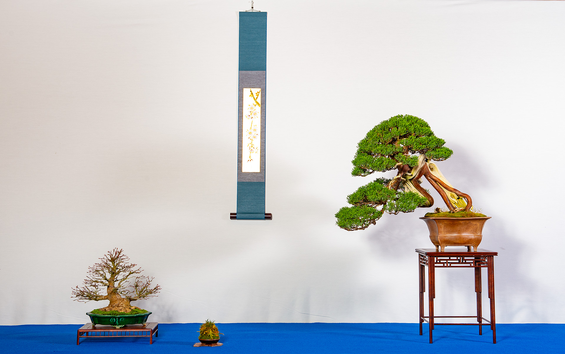 Bonsai classification – Bonsai Today