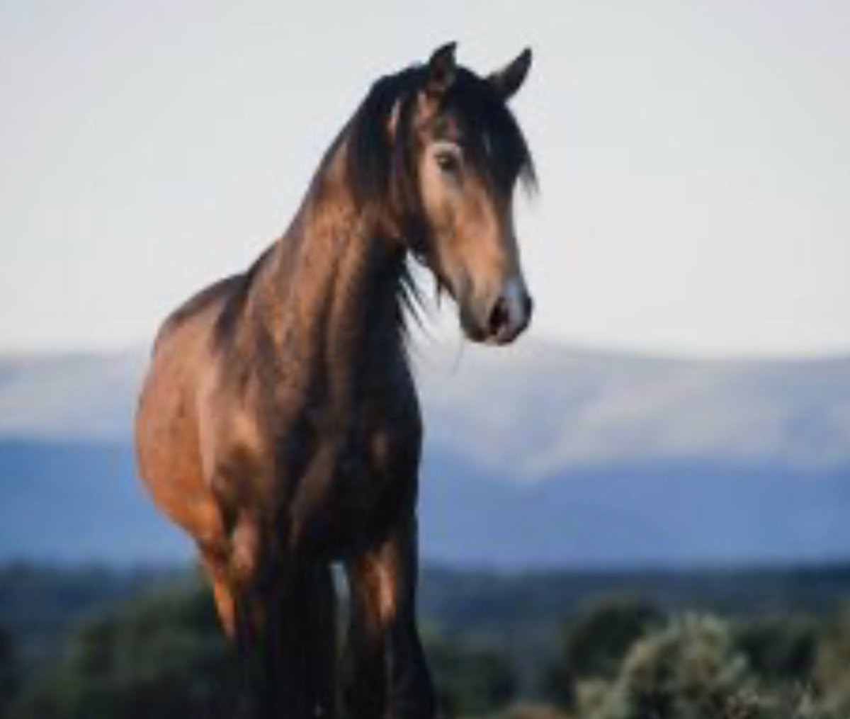 11/28《船橋競馬 競馬柱流AI予想》【前編】1.2.3.4.5.6 | BOOKERS(ブッカーズ)