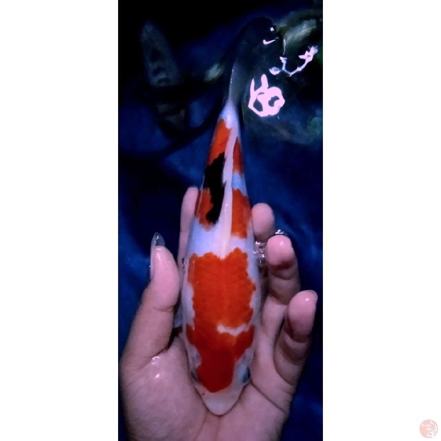 Lelang Koi showa tategoi 20cm ~ viola koi blitar