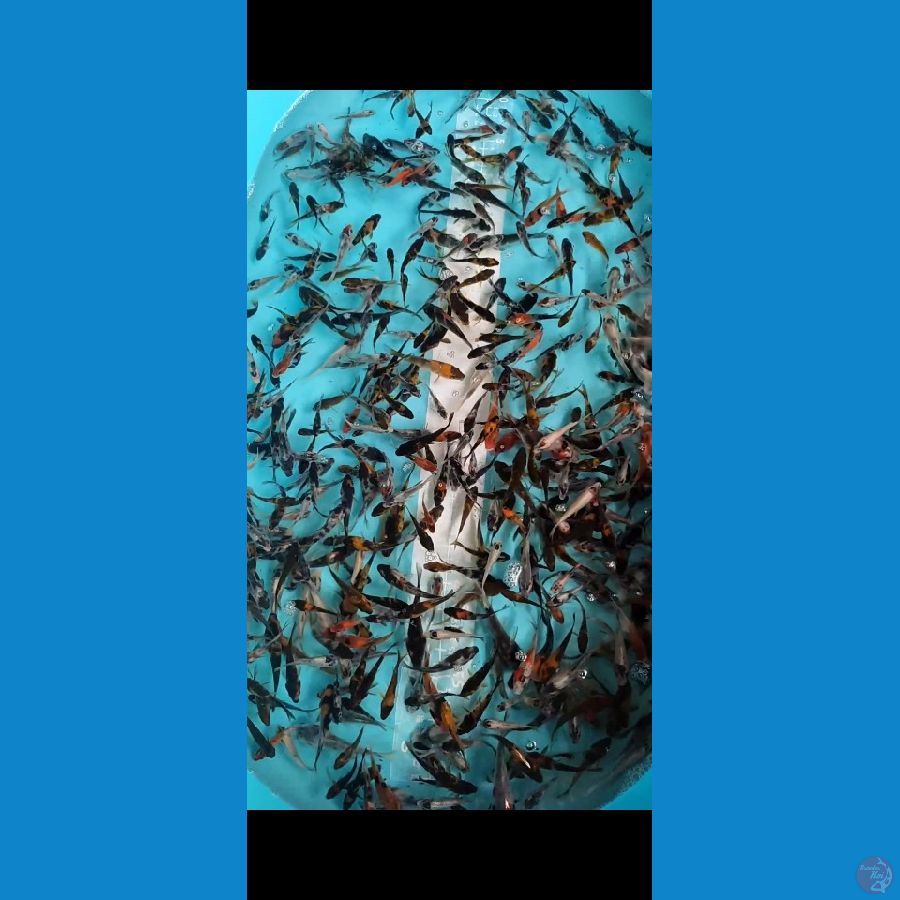 Lelang Koi Showa Shiro Mix 400 ekor 4-7cm ~ Guns Jack Koi