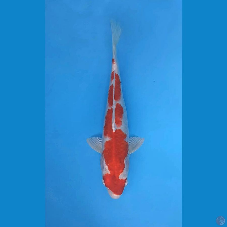 Lelang Koi INAZUMA SAKURA OGON ( KOHAKU HIKARI ) 37CM ~ NINA KOI BLITAR