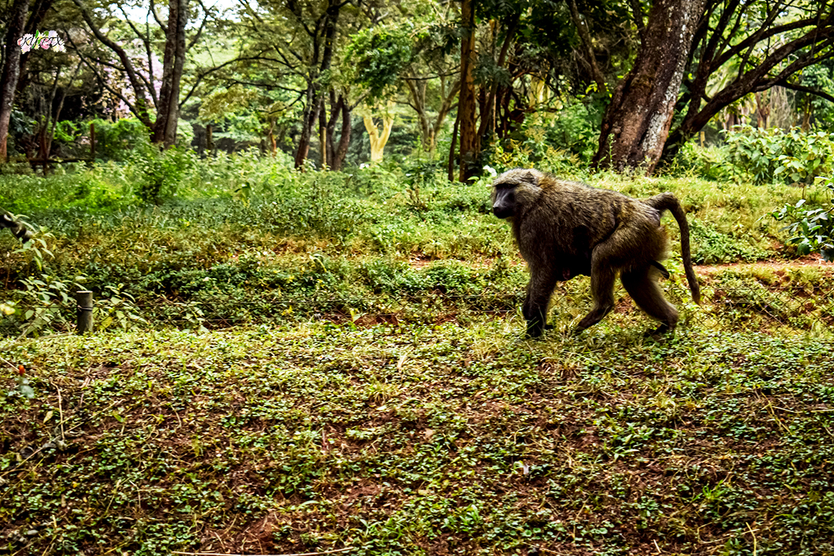 Baboon Inside The Nairobi Safari Walk | 43839 | BSMe2e