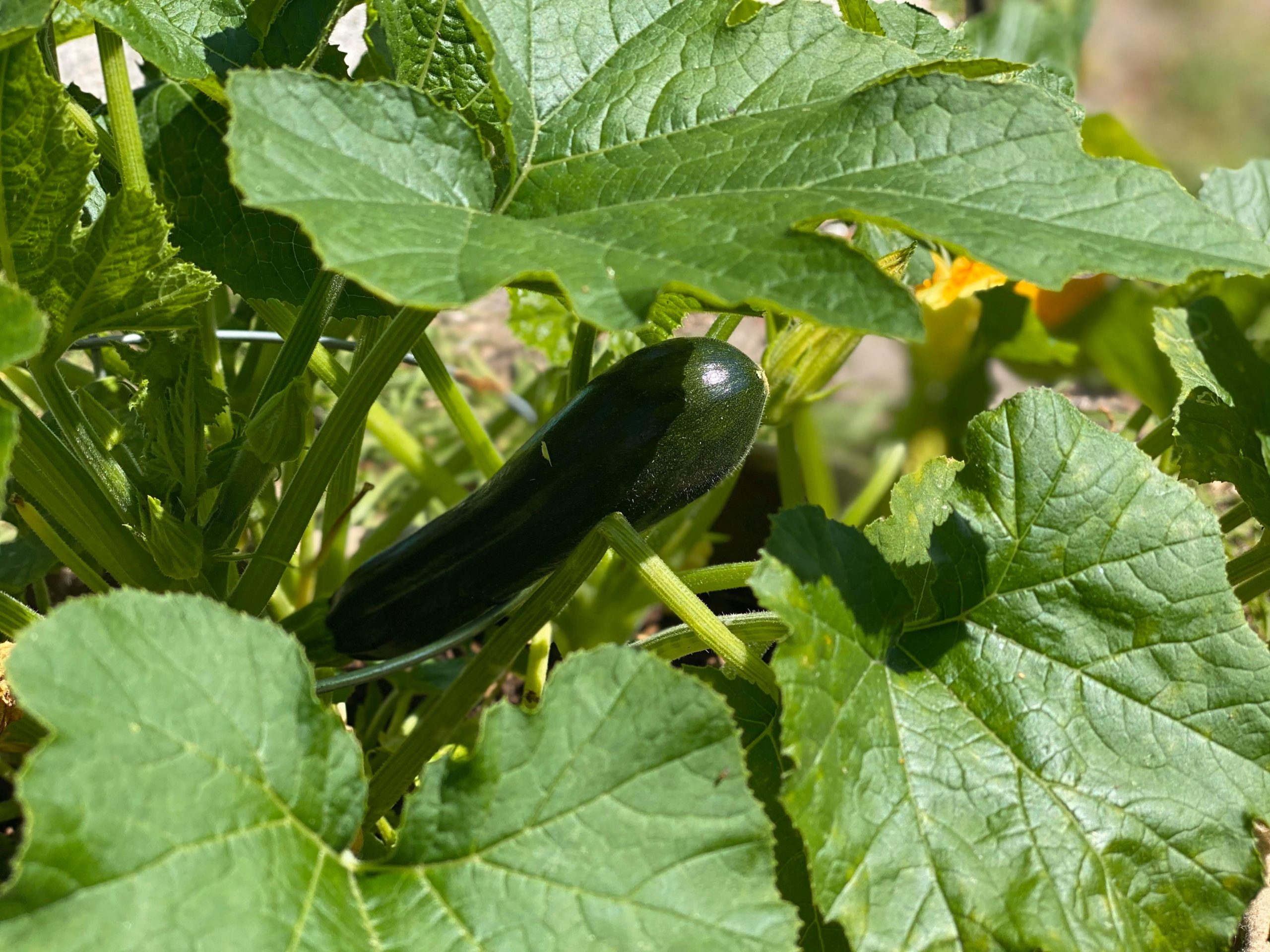 Tips And Tricks For Growing Fruits And Vegetables At Home