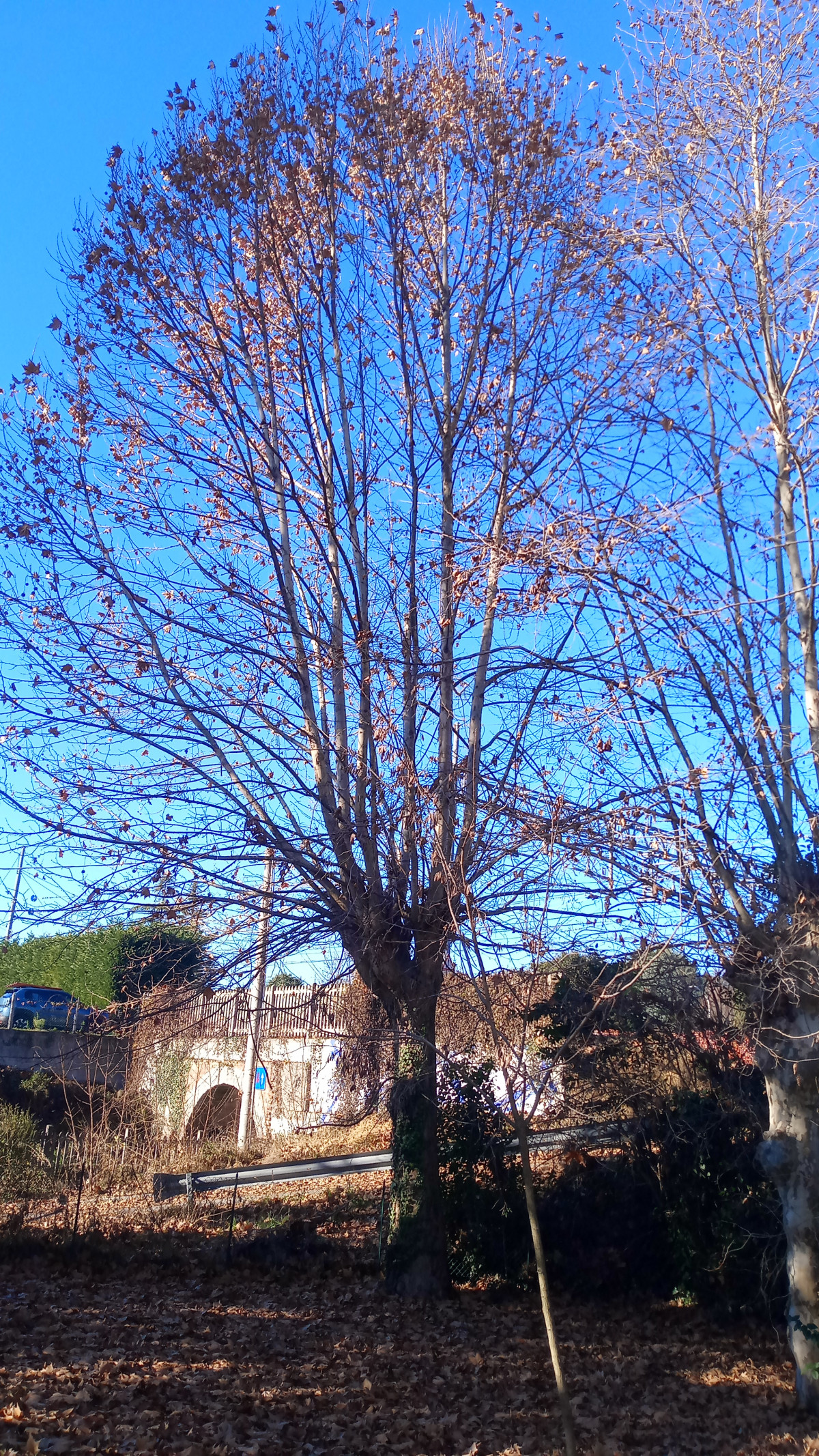 Potatura Alberi - Arredo e Giardino cercasi a Treviso