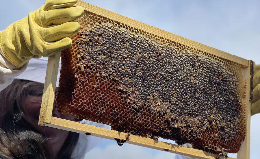 Camp CASS | CASS Winery | Paso Robles Winery & Vineyard