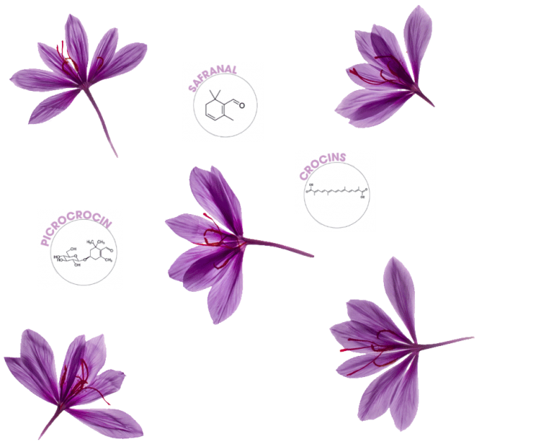 Safr'Inside : your innovative nutraceutical saffron extract