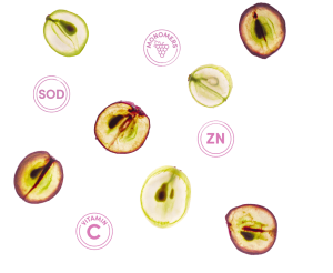 Skinax : Anti-aging nutricosmetic ingredient, vegan collagen booster