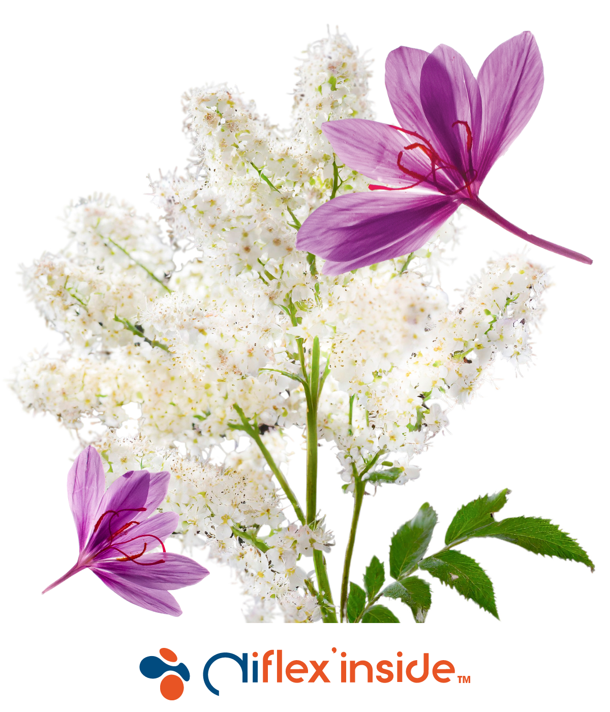 AiFlex'inside : your nutraceutical formula to reduce joint discomfort