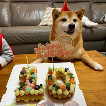 Meme cheems là gì? Nguồn gốc bất ngờ của meme Hot nhất hiện nay