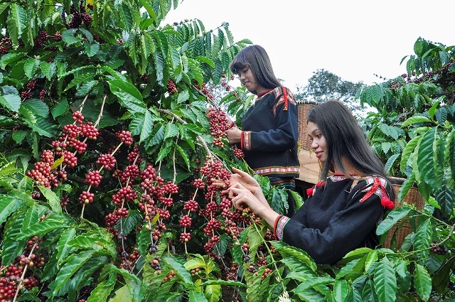 Giá Cà phê tăng mạnh tại Việt Nam và Thế giới