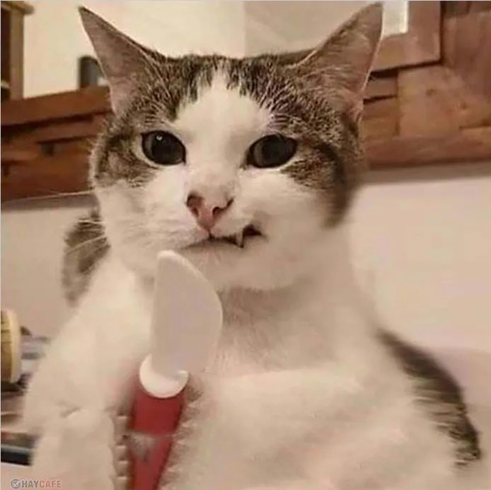 Meme mèo cầm dao là gì? Tổng hợp meme mèo cầm dao cực hài hước cho nhà ...