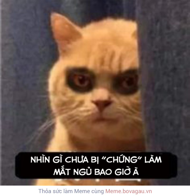 Meme Mèo Là Gì? Những Meme Mèo Hay Dành Cho Những Nhà Đầu Tư