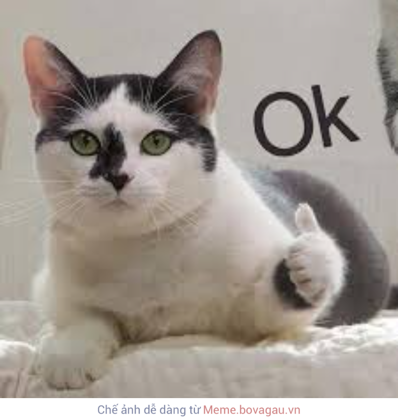 Tổng hợp "Meme Mèo Oke" cực hay dành cho các nhà đầu tư