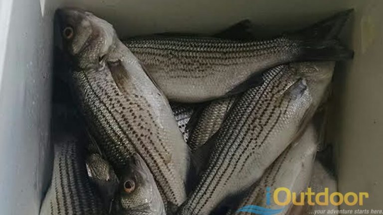 Florida Fishing Hybrid Striped Bass | Captain Steve Nieomeller