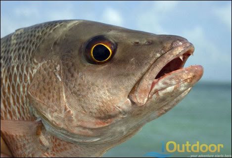 How many different types of SNAPPER in Florida waters? - Fishing Charter