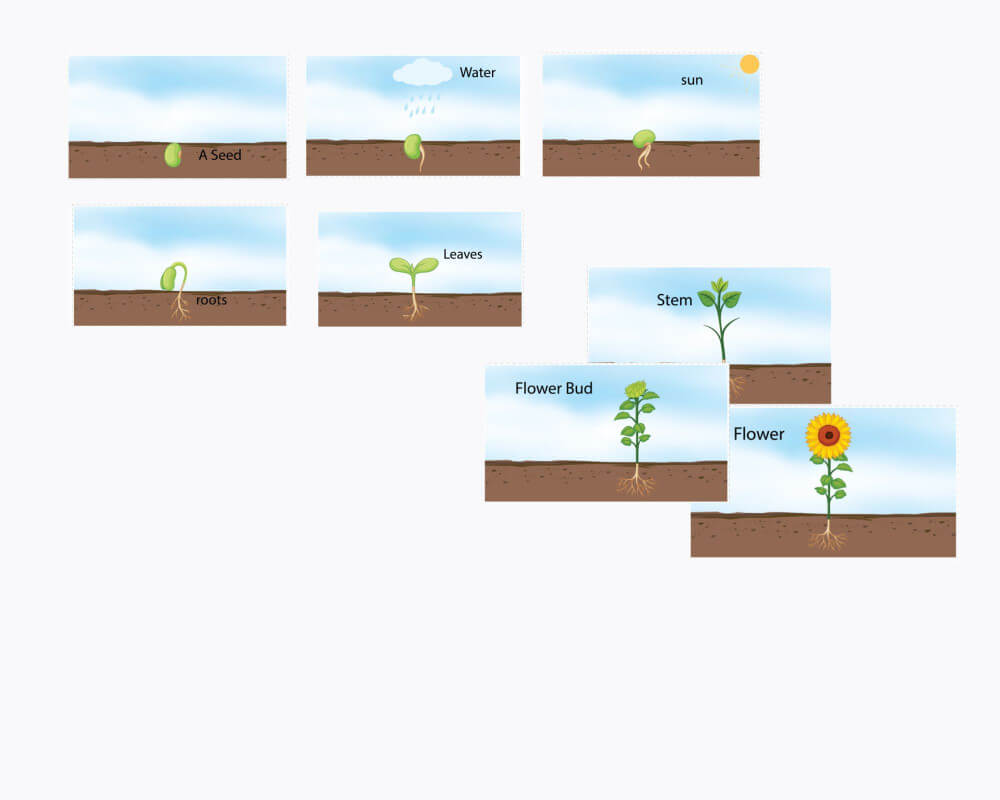 Flowers Activity Growing A Flower - ClassMonitor