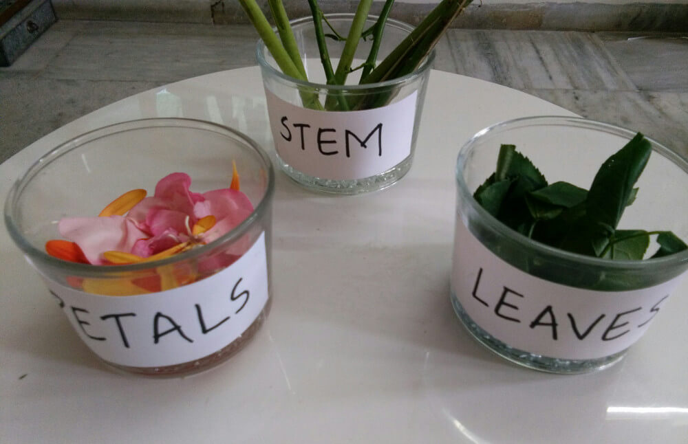 Flowers Activity Parts Of A Flower - ClassMonitor