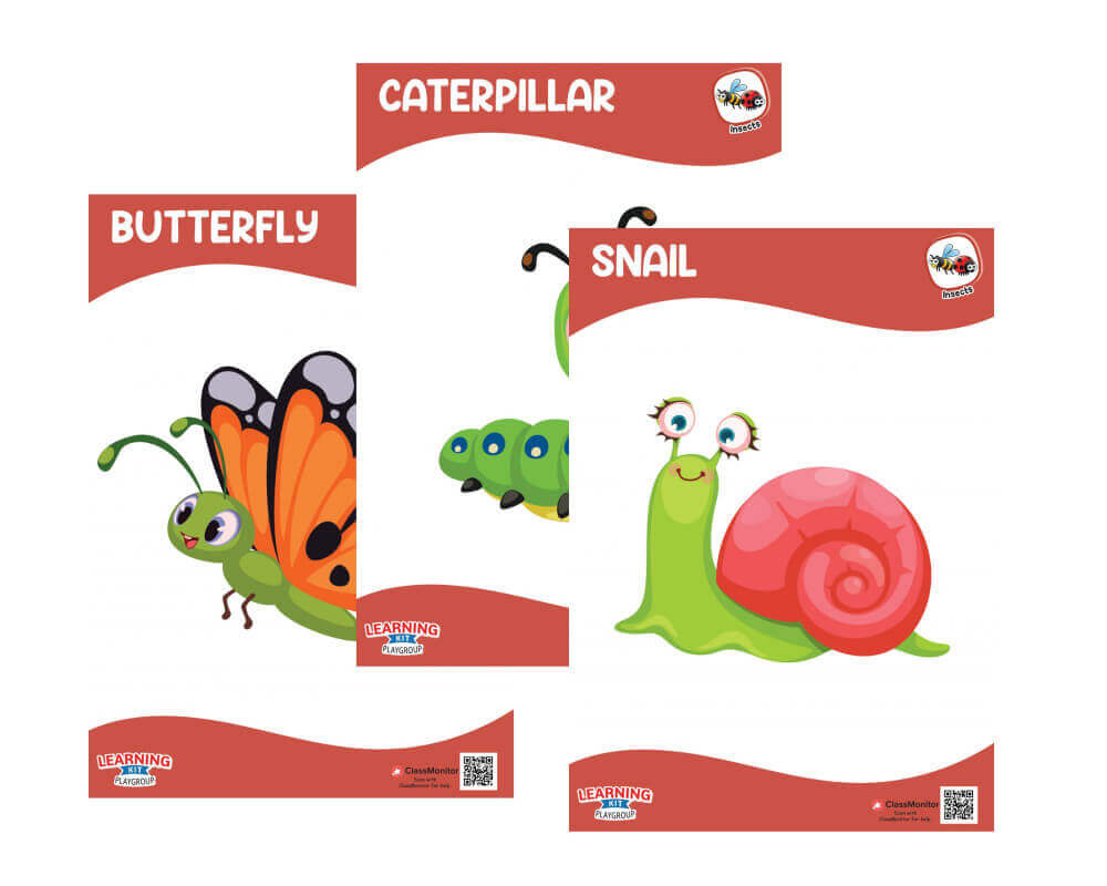 Insects Activity Introduction - Insects - ClassMonitor