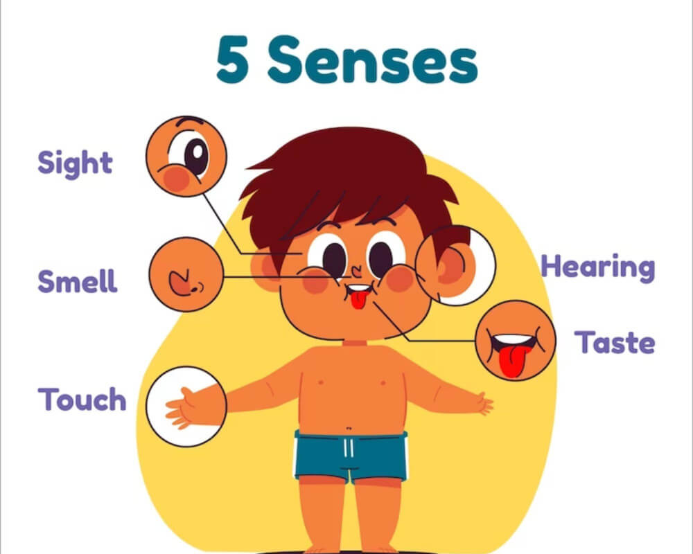 The Human Body Activity The Sense Of Sound Activity Classmonitor