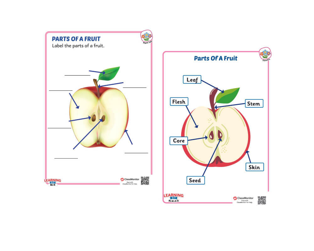 Plant Life Activity Parts Of A Fruit - ClassMonitor
