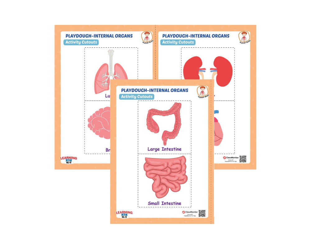 The Human Body Activity Playdough Internal Organs - ClassMonitor