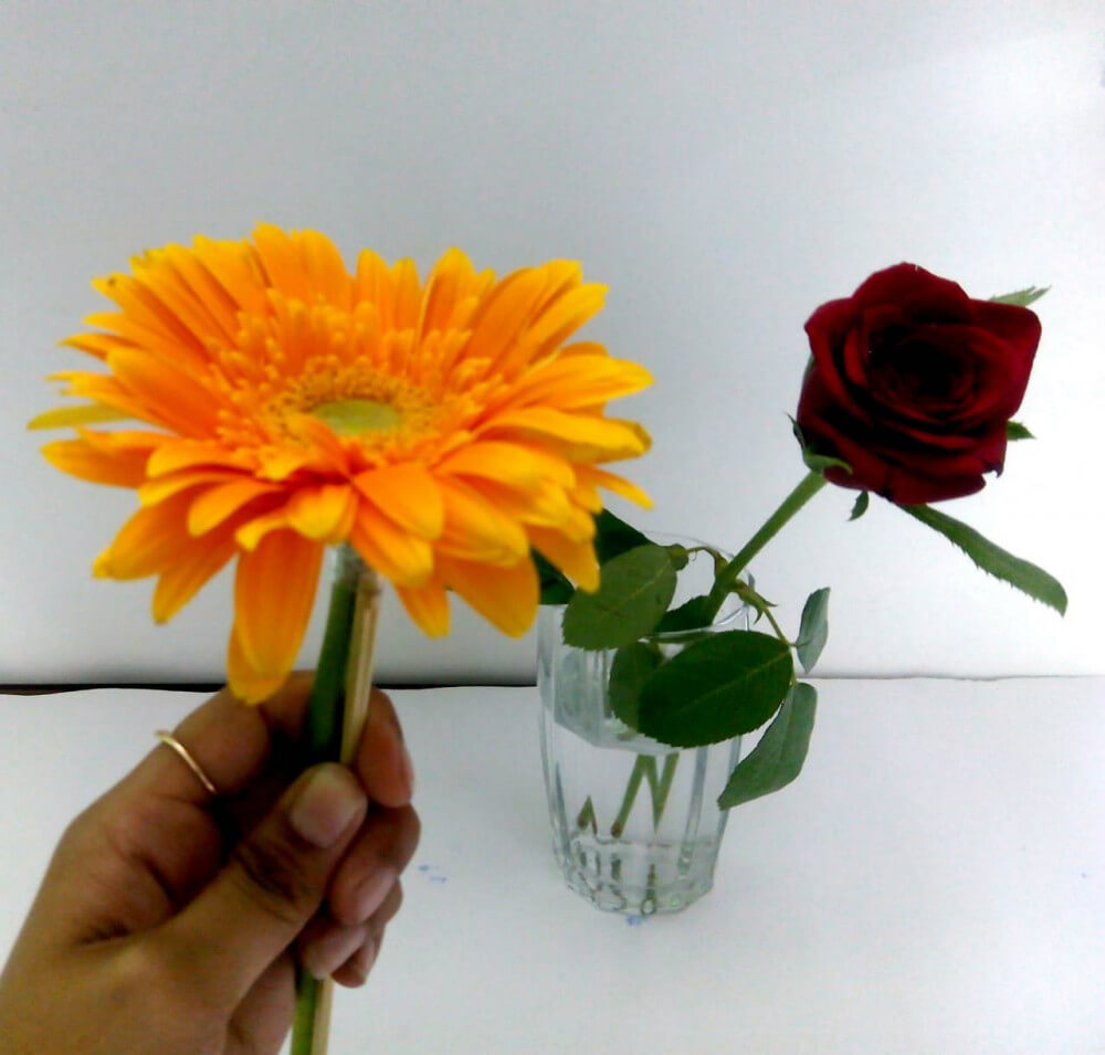 Flowers Activity Introduction - Know Your Flowers - ClassMonitor