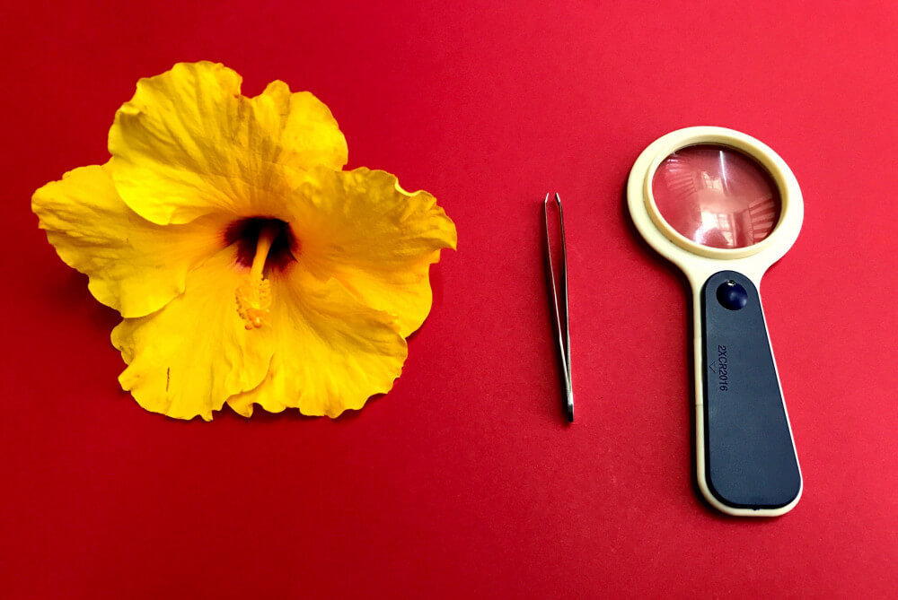 Plants & Flowers Activity Flower Exploration & Parts Of A Flower ...