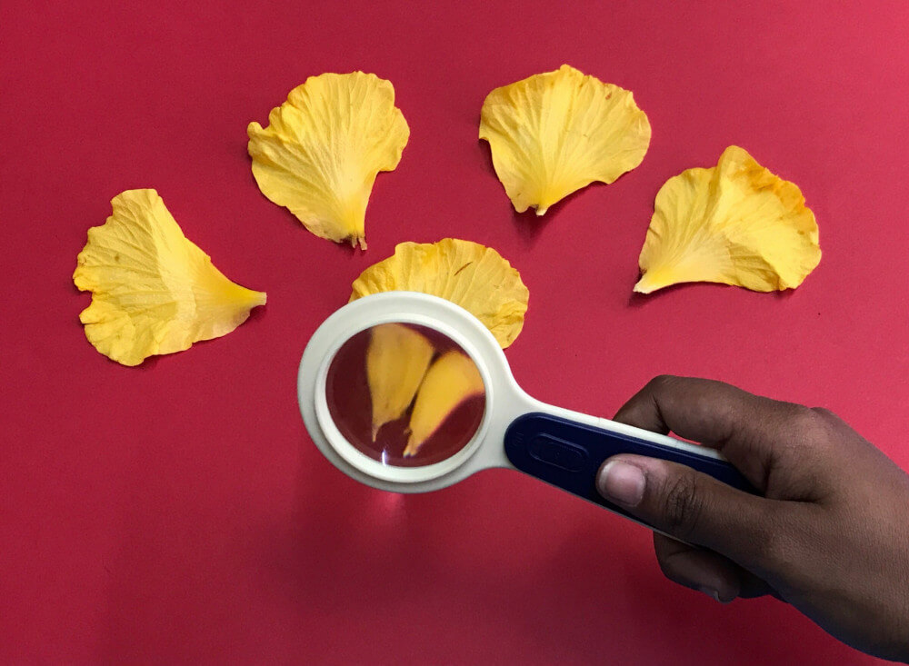 Plants & Flowers Activity Flower Exploration & Parts Of A Flower ...