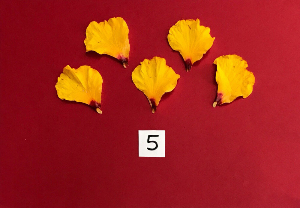 Plants & Flowers Activity Flower Exploration & Parts Of A Flower ...