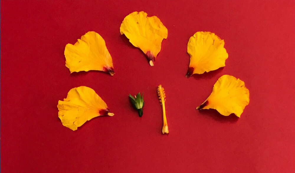 Plants & Flowers Activity Flower Exploration & Parts Of A Flower ...