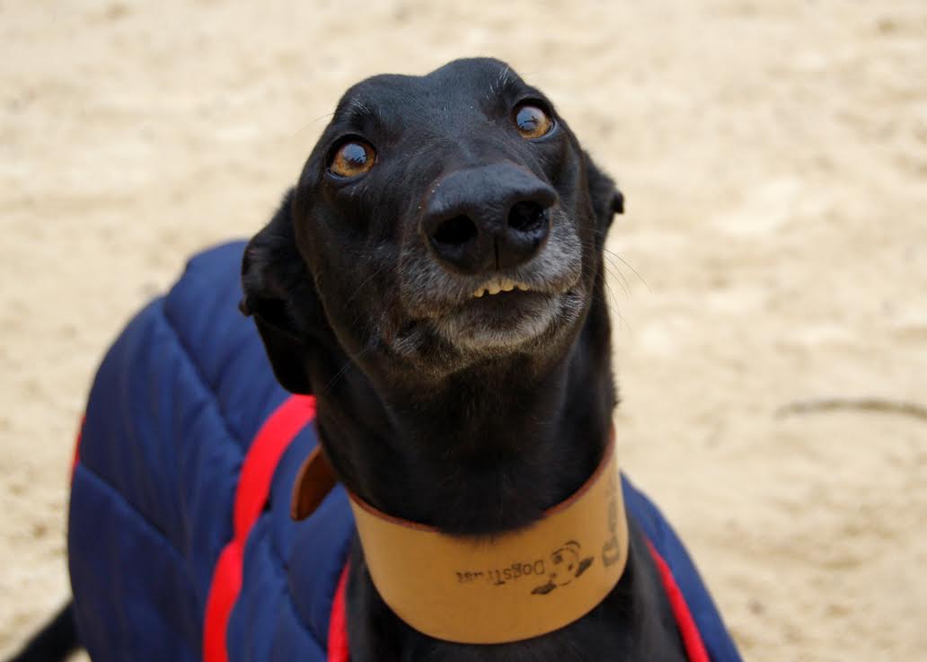 Charity can't find a home for dog that looks like Goofy