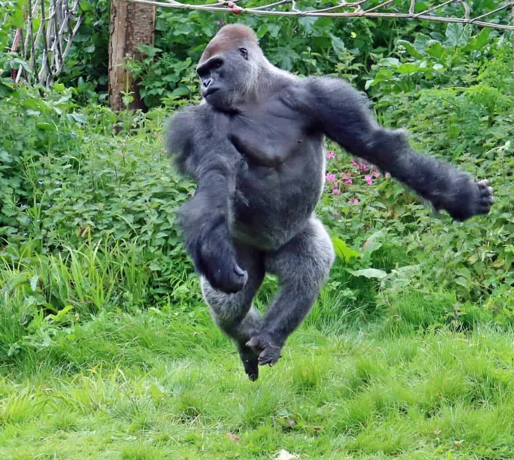 Cheeky gorilla performs ballet for passerby