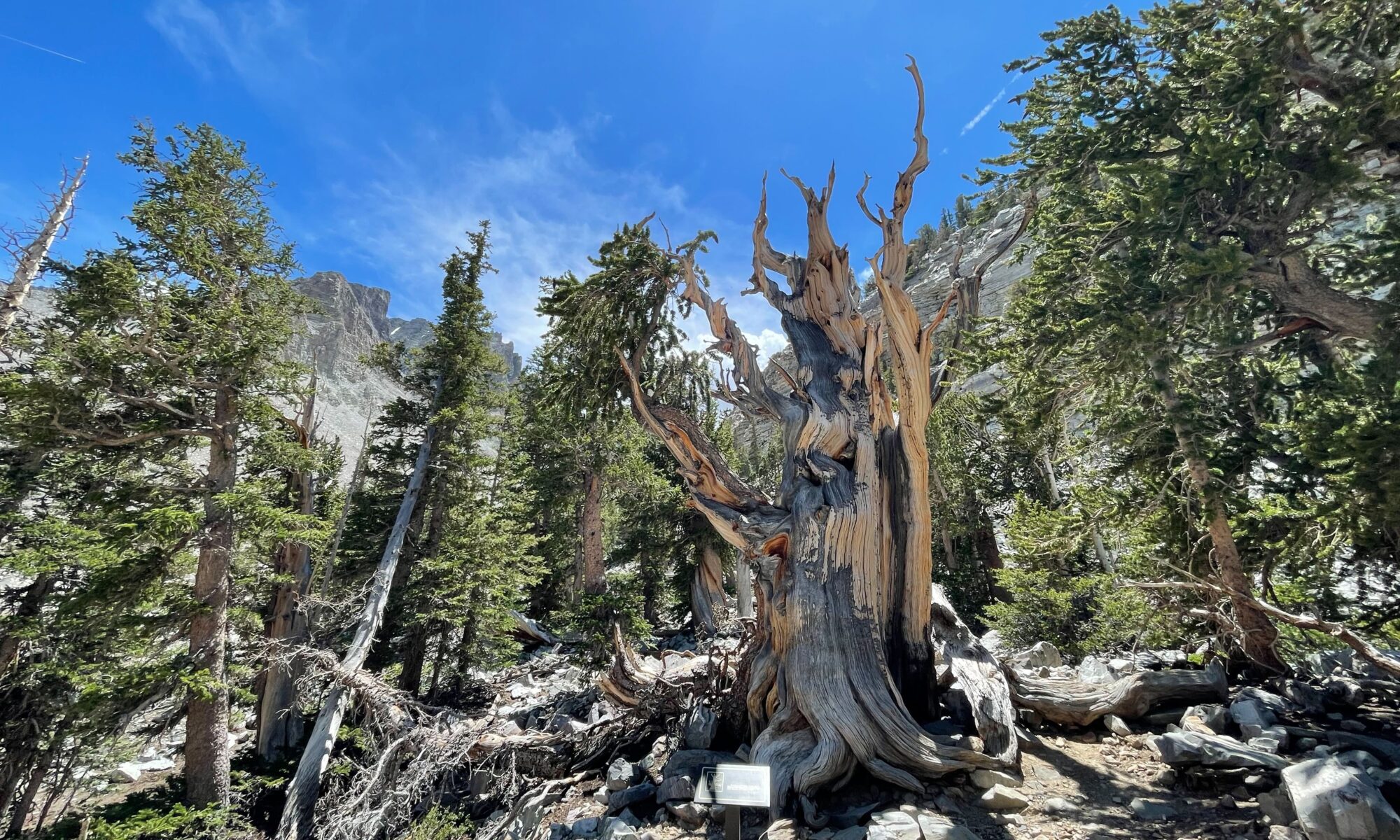 From an ecologist's eyes, Great Basin National Park holds clues to the ...