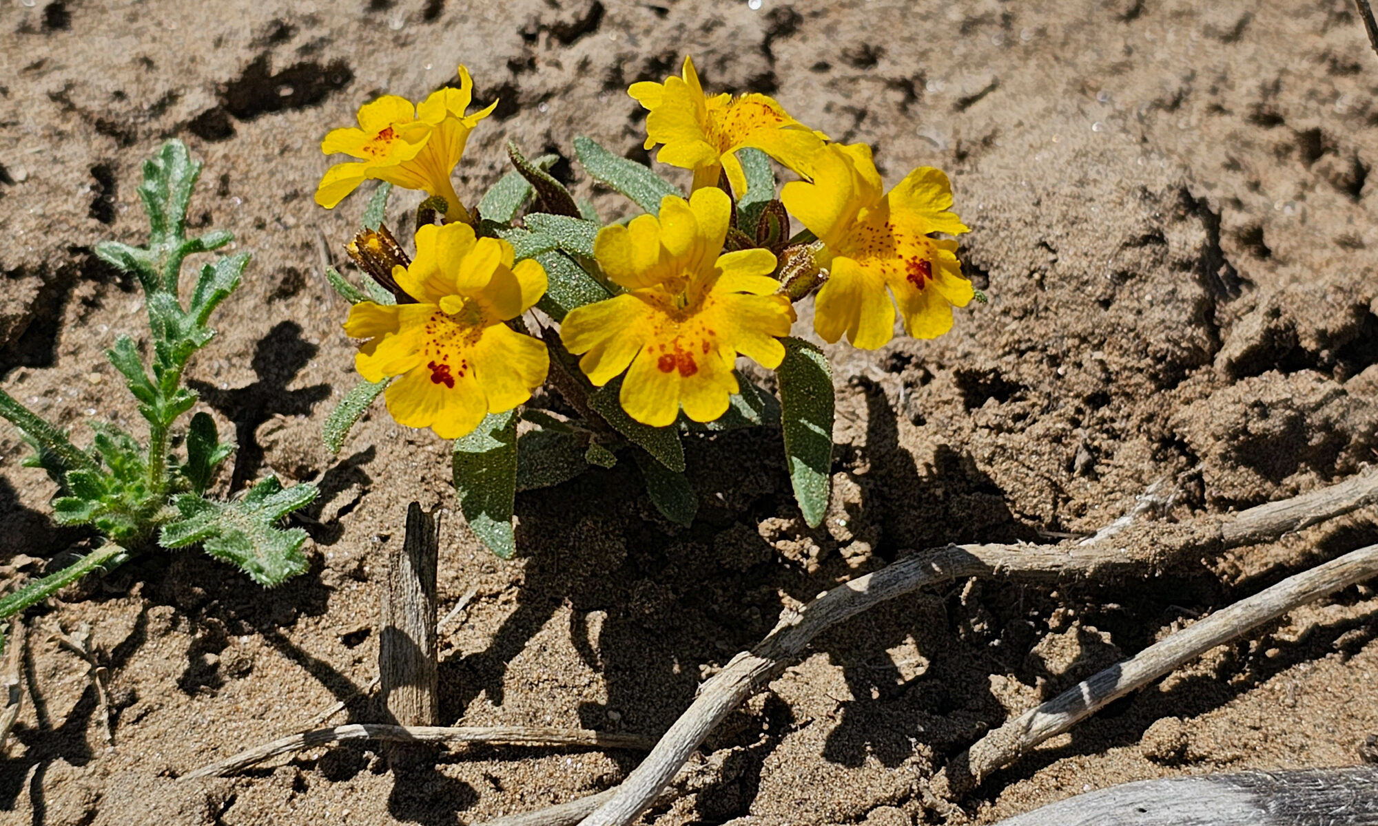 Conservationists seek federal protection for rare Nevada wildflower ... Conservationists seek federal protection for rare Nevada wildflower ...