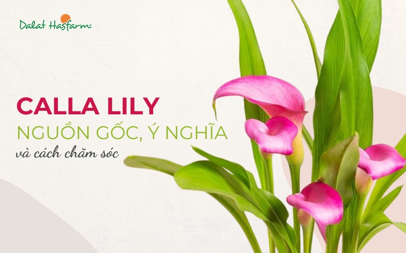Hoa Rum (Calla Lily): Nguồn gốc, ý nghĩa và cách chăm sóc
