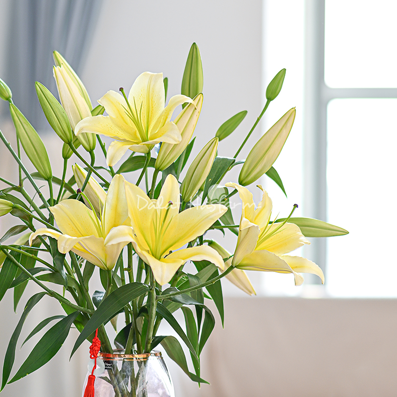 Hoa Ly (Lily): Nguồn gốc, ý nghĩa và 10 sự thật thú vị