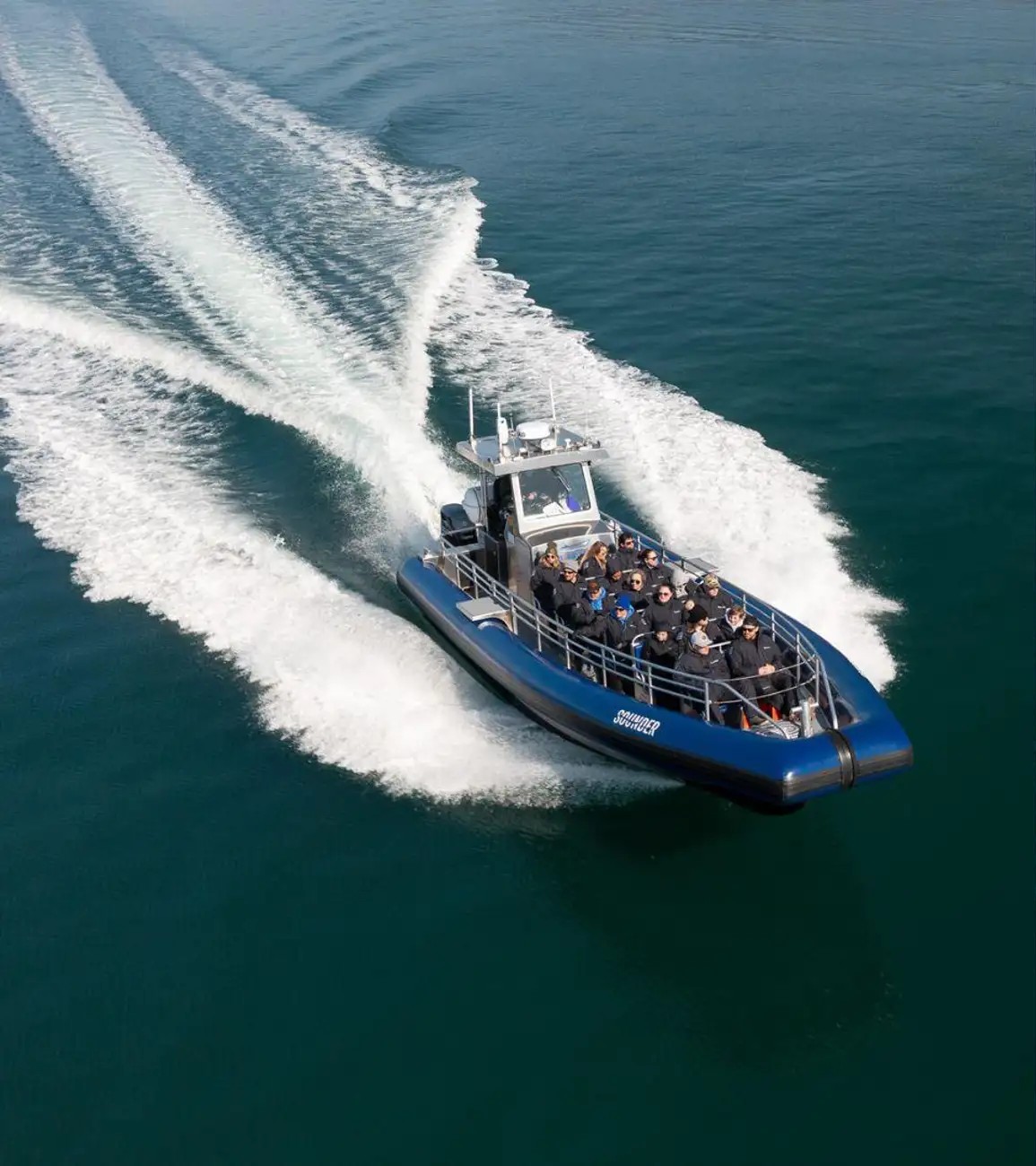 Anacortes Orca Guaranteed Boat Tour Near Seattle Your Ultimate Whale ...
